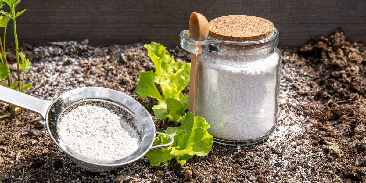 Using Diatomaceous Earth to Manage Garden Pests Naturally — Feelgood Health