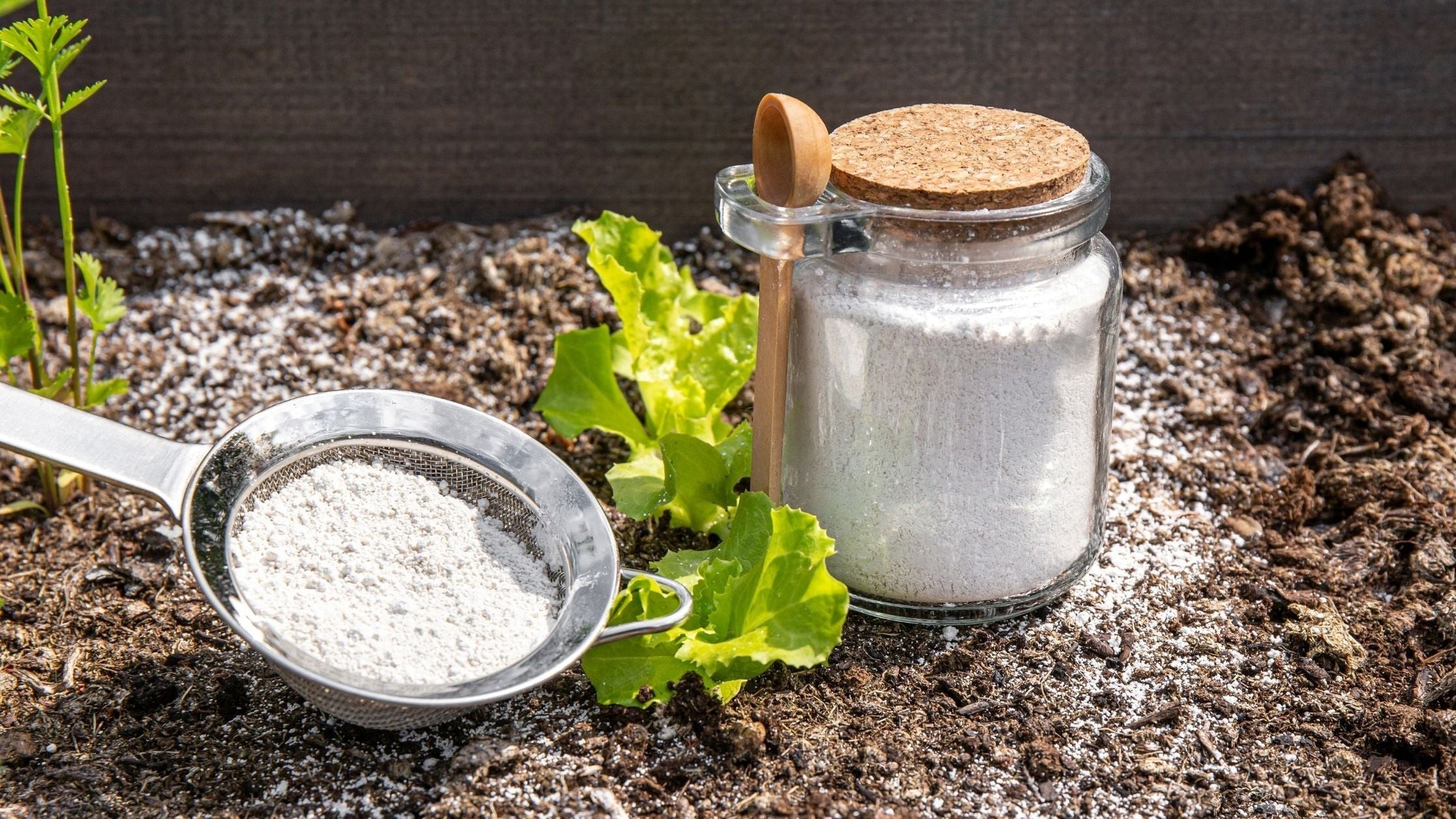 Using Diatomaceous Earth to Manage Garden Pests Naturally — Feelgood Health