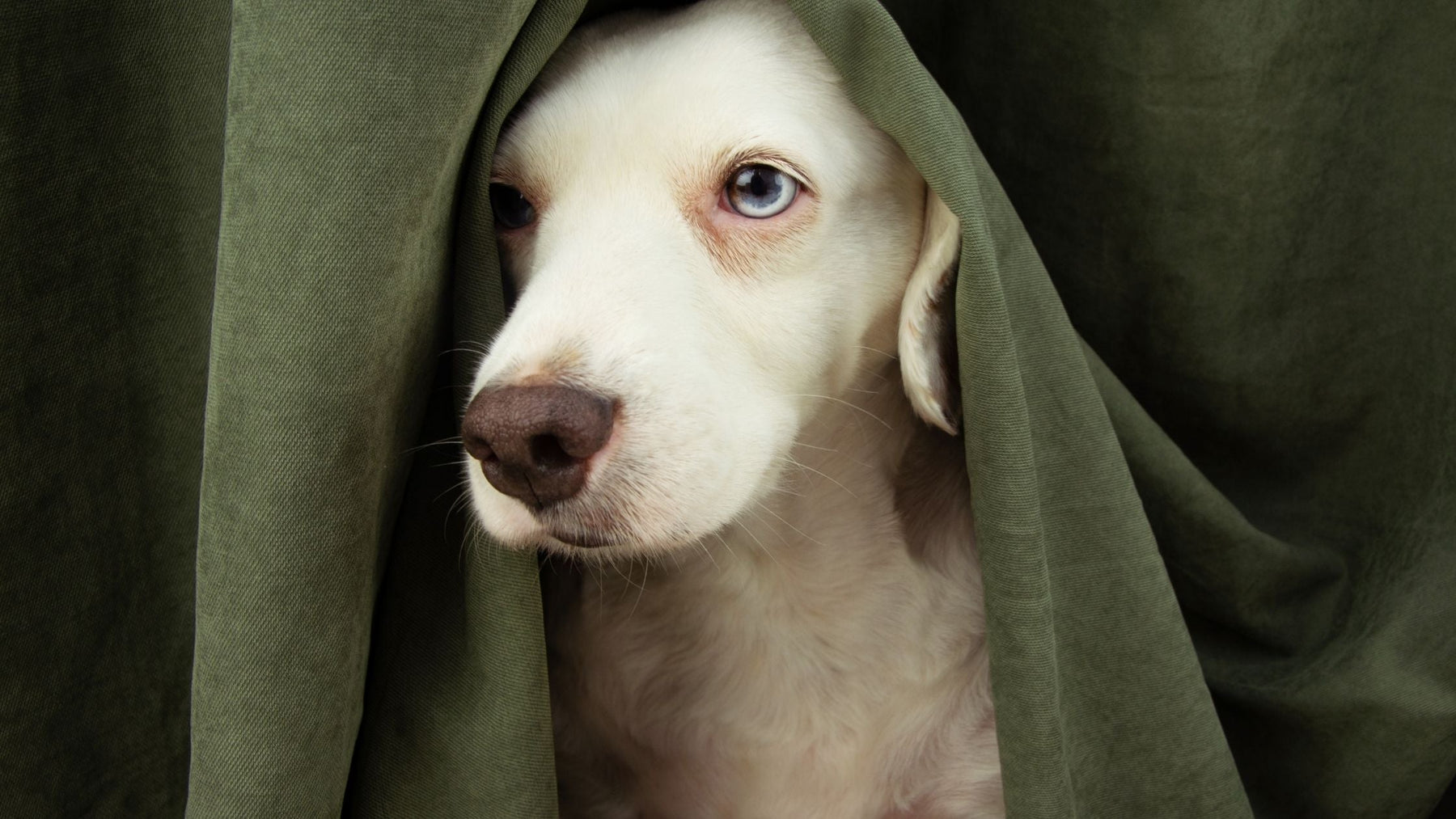 Storm Anxiety in Pets: Understanding Thunder and Lightning Fear ...