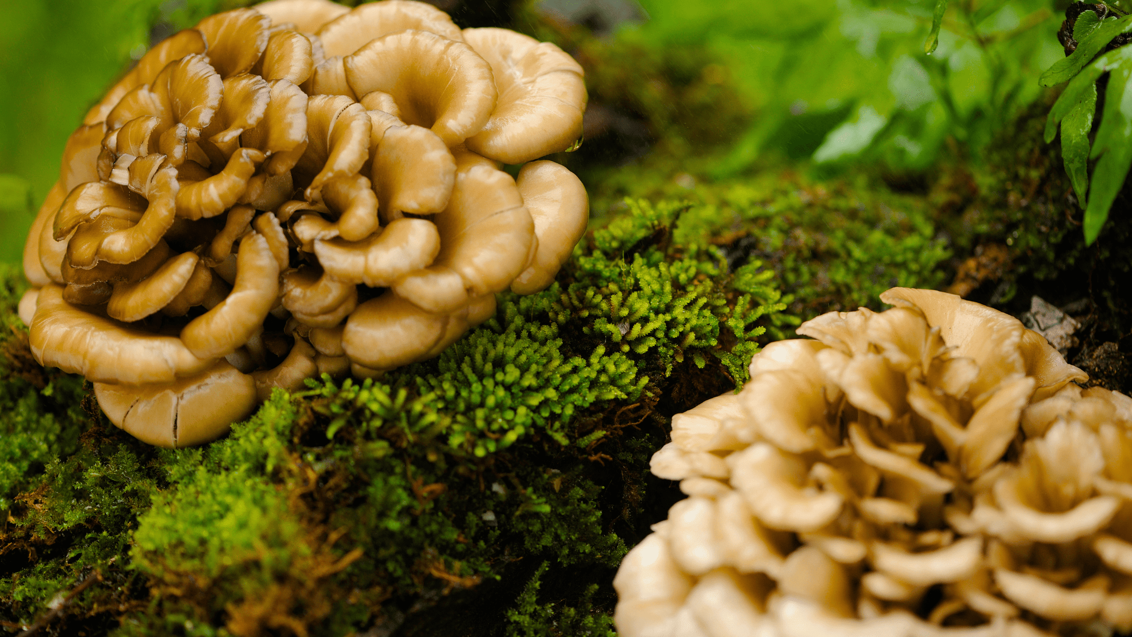 8 Health Benefits of Maitake Mushrooms — Feelgood Health