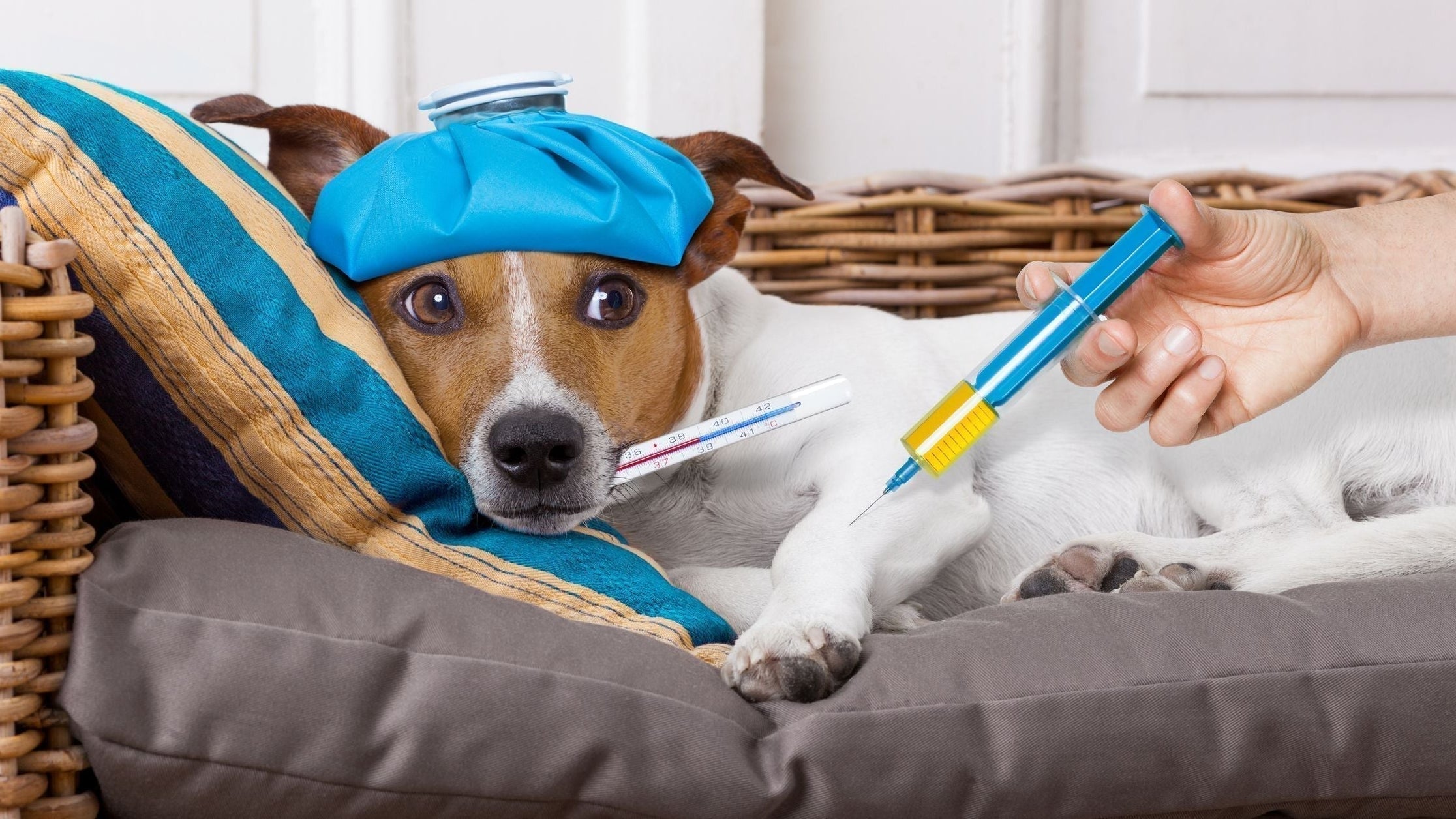 Natural Alternatives to Pet Steroids & Anti-Inflammatories — Feelgood ...