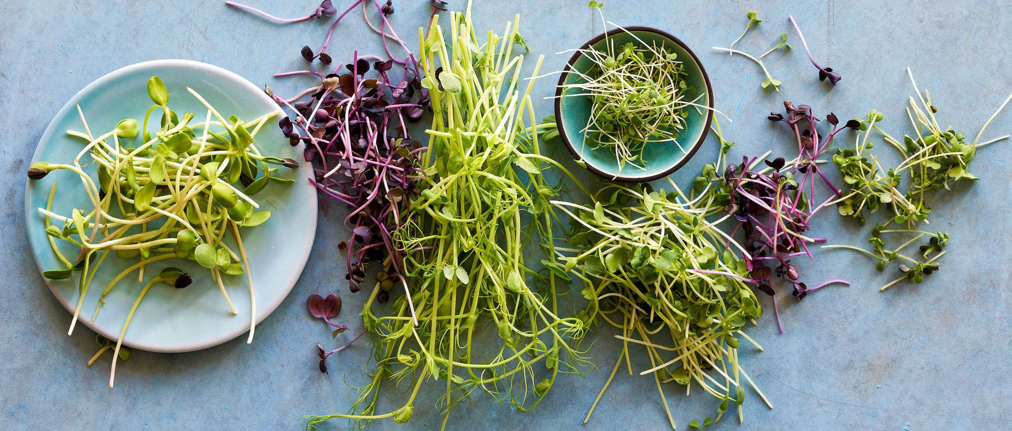 Health Benefits of Microgreens & How To Grow Your Own! — Feelgood Health