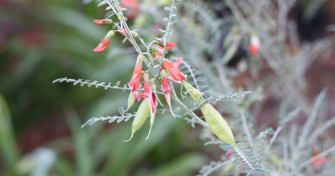 South Africa's Super Herb: Sutherlandia | Medicinal benefits and uses ...