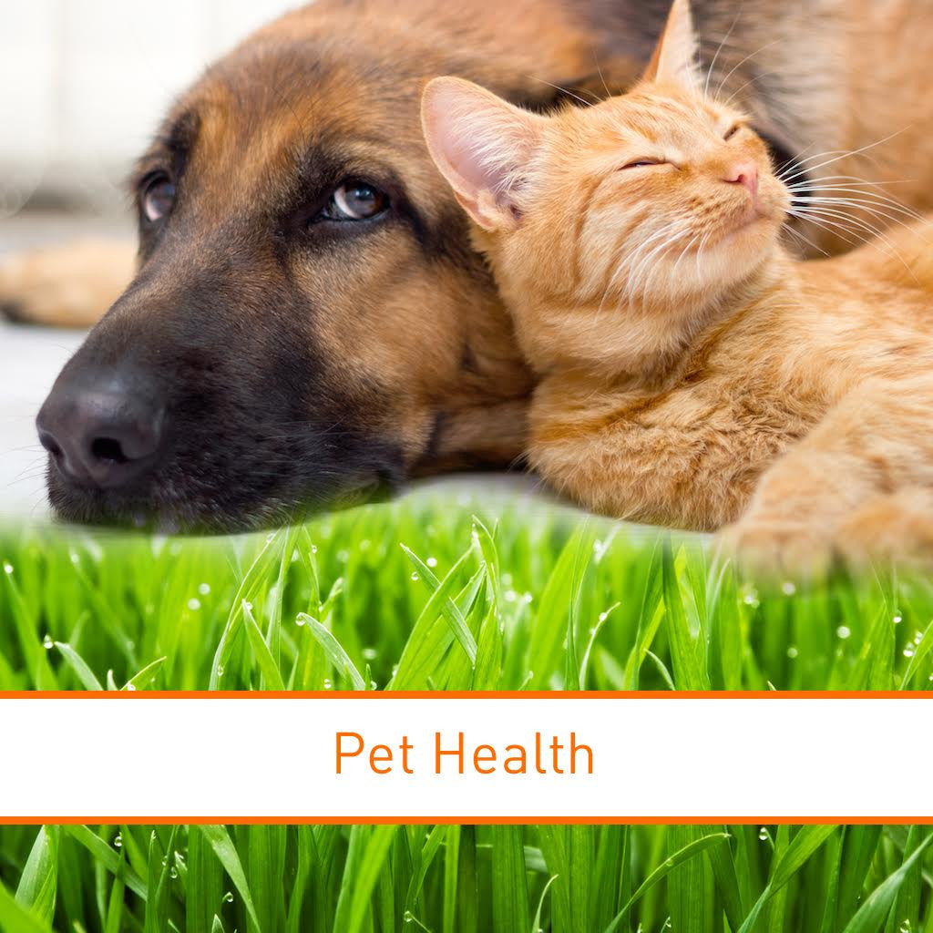 Natural Pet Health — Feelgood Health